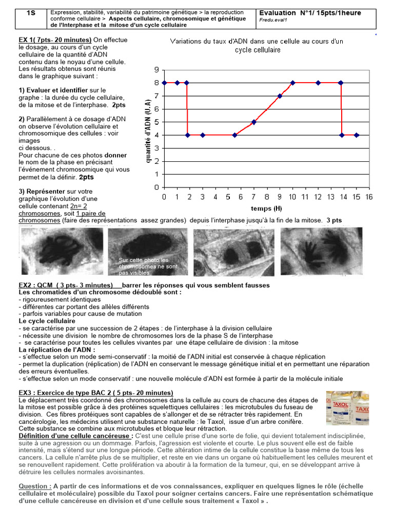 Exercice sur la mitose et ADN | PDF | Cellule (Biologie) | Chromosome