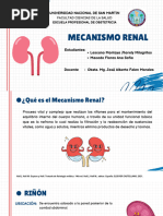 Función del túbulo contorneado distal | PDF | Riñón | Biología Celular