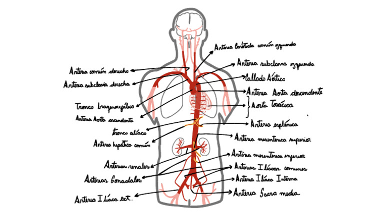 Ramas de La Arteria Aorta | PDF
