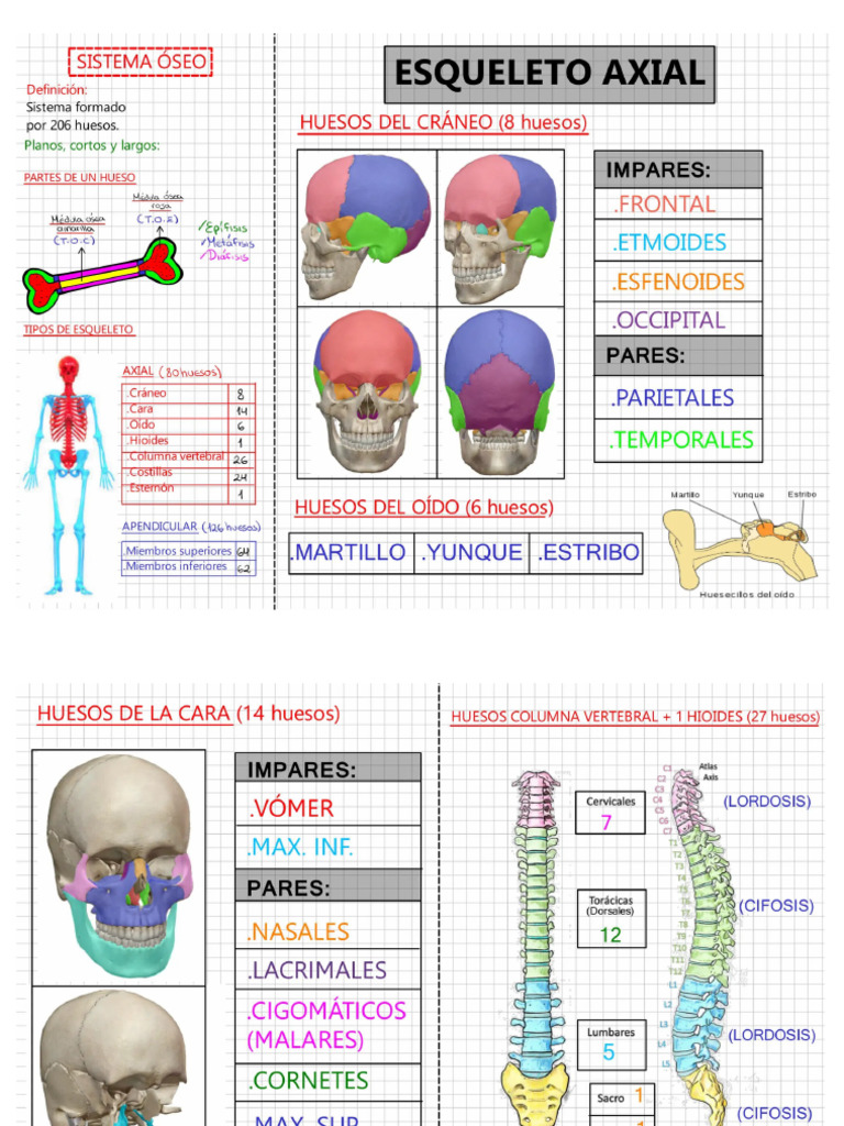 Esqueleto Humano Pdf