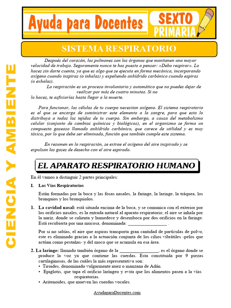 Fichas de El Sistema Respiratorio Para Sexto de Primaria | PDF ...