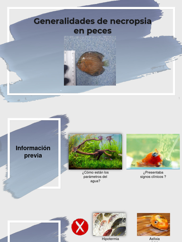 Necropsia en Peces y Anf | PDF | Especialidades Medicas | Medicina CLINICA