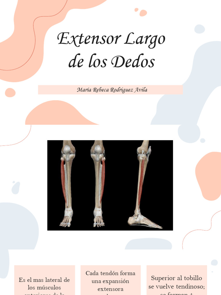 Extensor Largo de Los Dedos | PDF