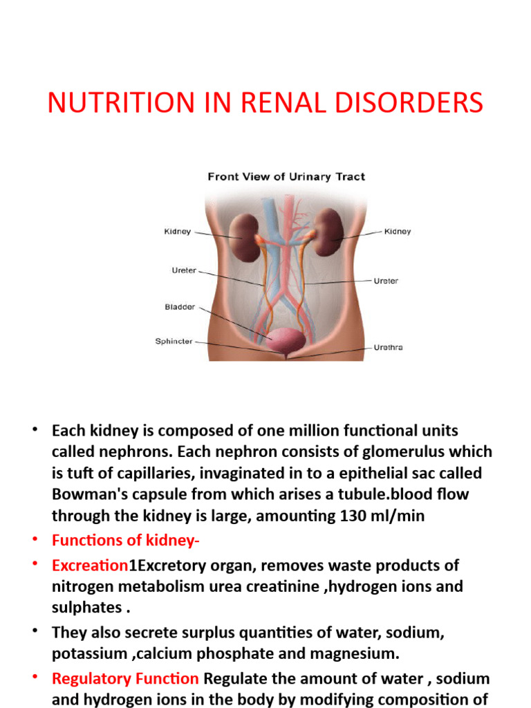 RENAL | PDF | Kidney | Creatinine