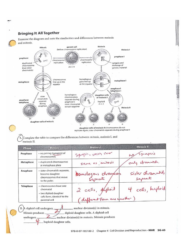Sbi3u Genetics Review Key | PDF