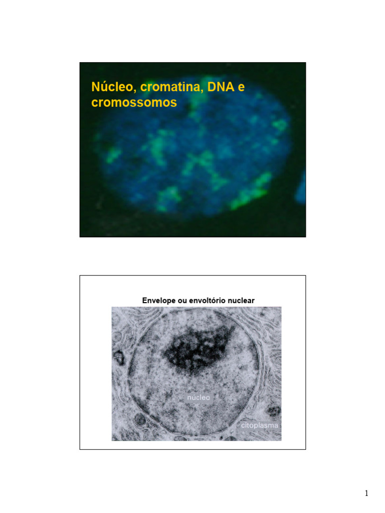 7 Nucl DNA Cromat Cromos | PDF | Cromossomo | Nucleotídeos
