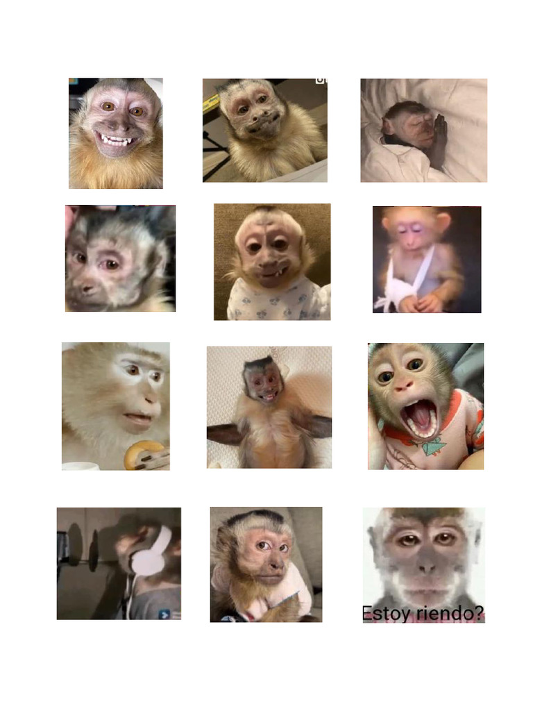 Monkys | PDF