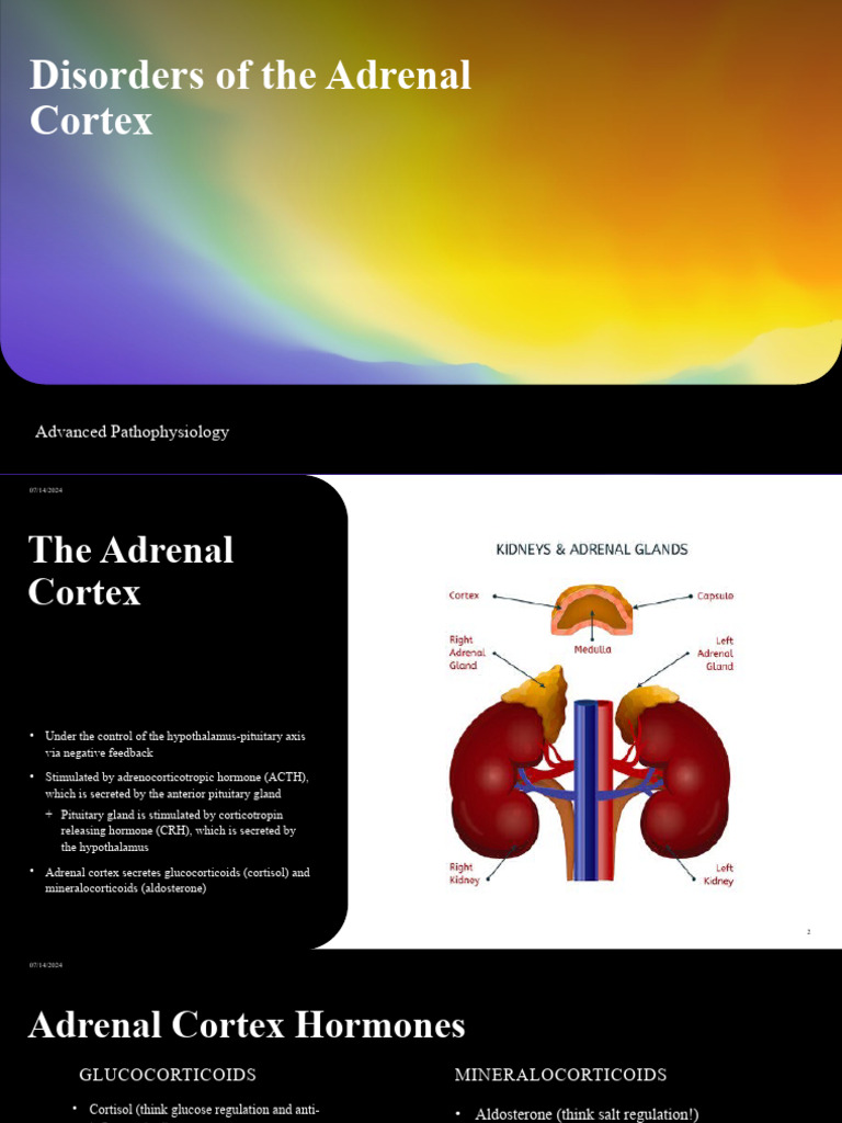 2024 Adrenal Cortex Disease Patho | PDF | Adrenal Gland | Cortisol
