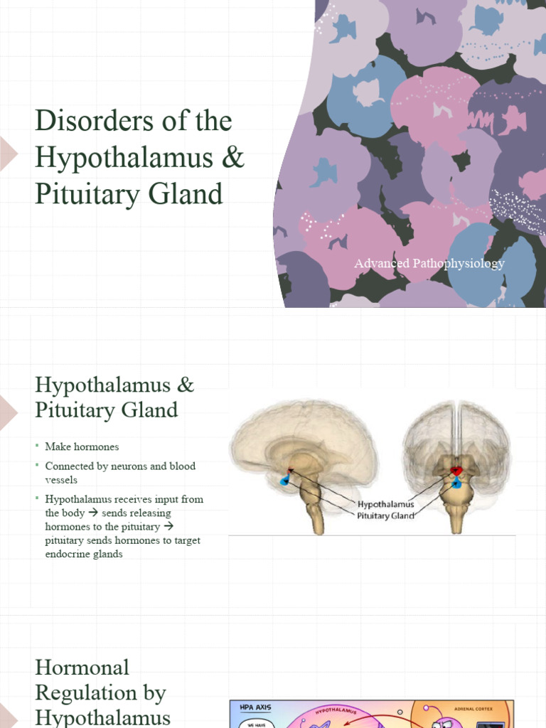 2024 Hypothalamus and Pituitary | PDF | Hypothalamus | Pituitary Gland