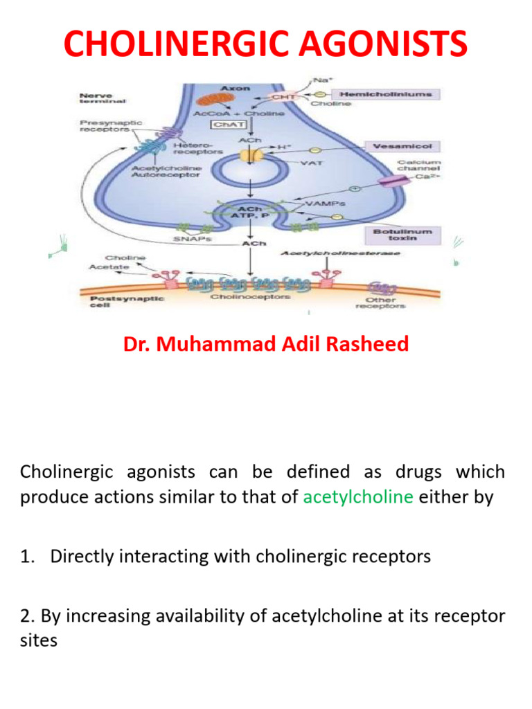 Cholinergic Receptors, Drugs | PDF | Acetylcholine | Enzyme Inhibitor