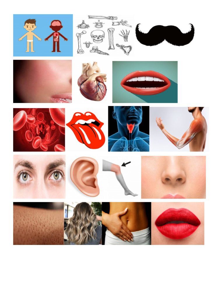 Saculo Imagenes | PDF