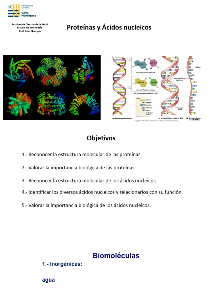 ProteÃ Nas y Ã¡cidos Nucleicos 2024 2 | PDF | Proteínas | Nucleótidos