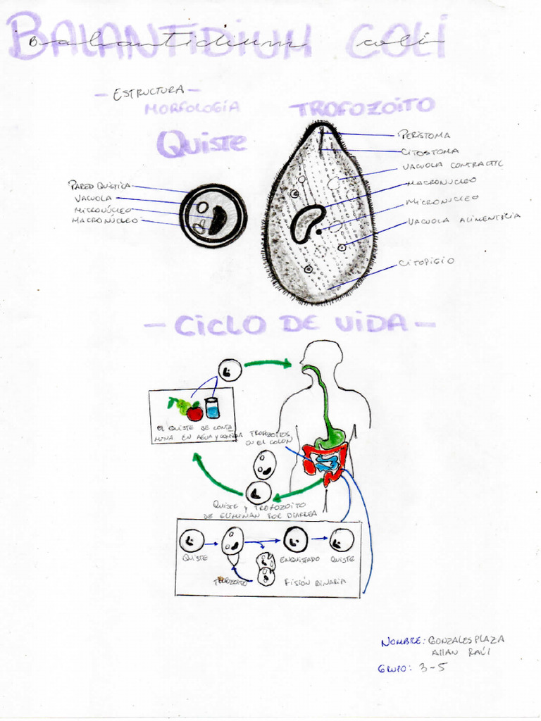 Balantidium Coli | PDF