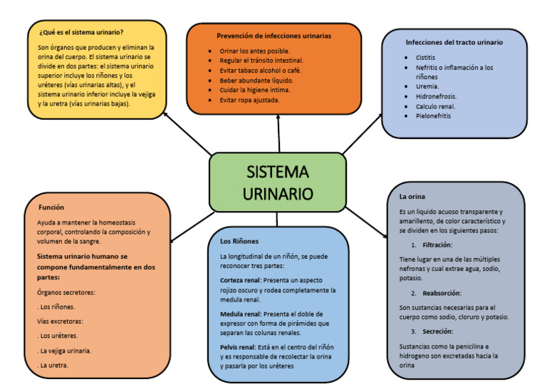 Funciones y Estructura del Sistema Urinario | PDF | Sistema urinario ...