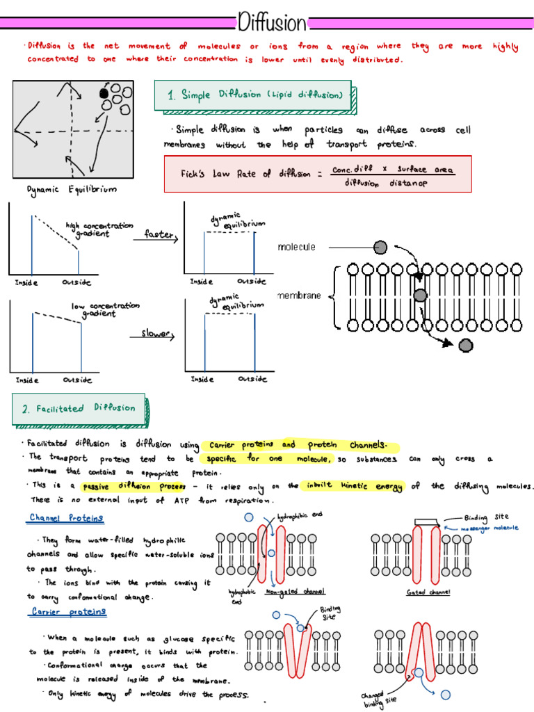 Diffusion - FactRecall | PDF | Diffusion | Cell Membrane