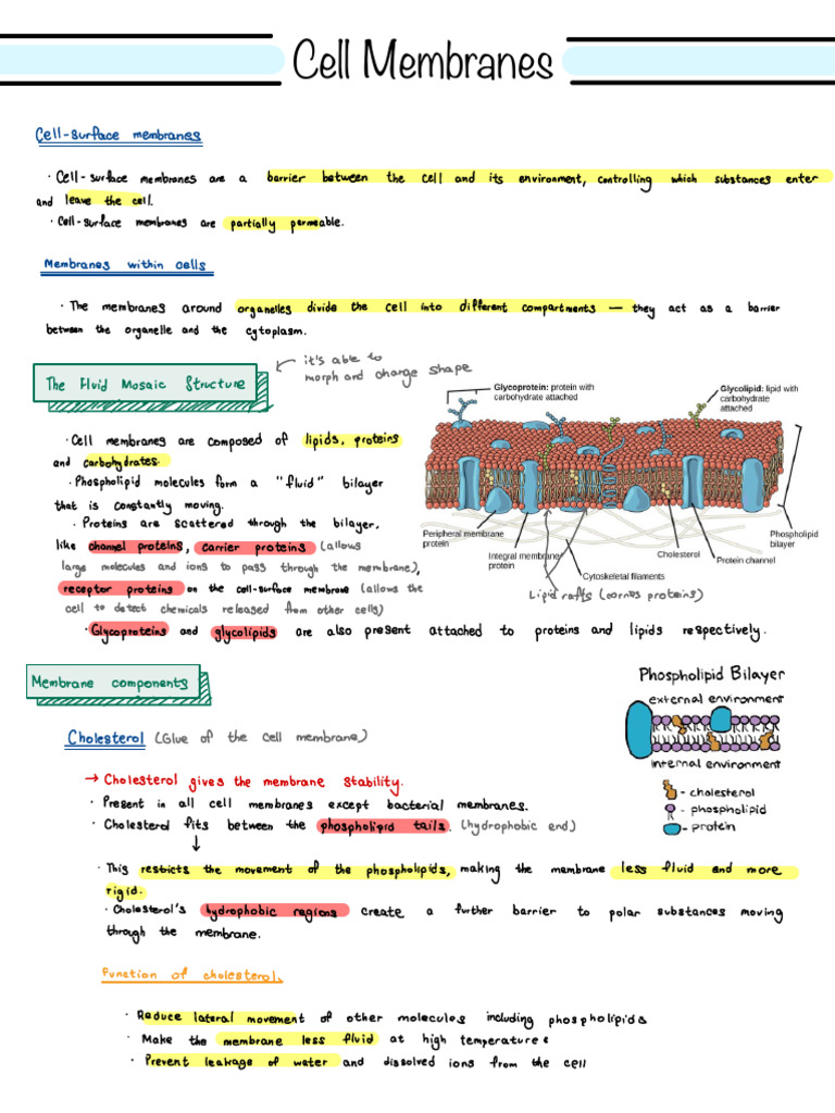Understanding Cell Membrane Structure | PDF | Cell Membrane | Cell ...
