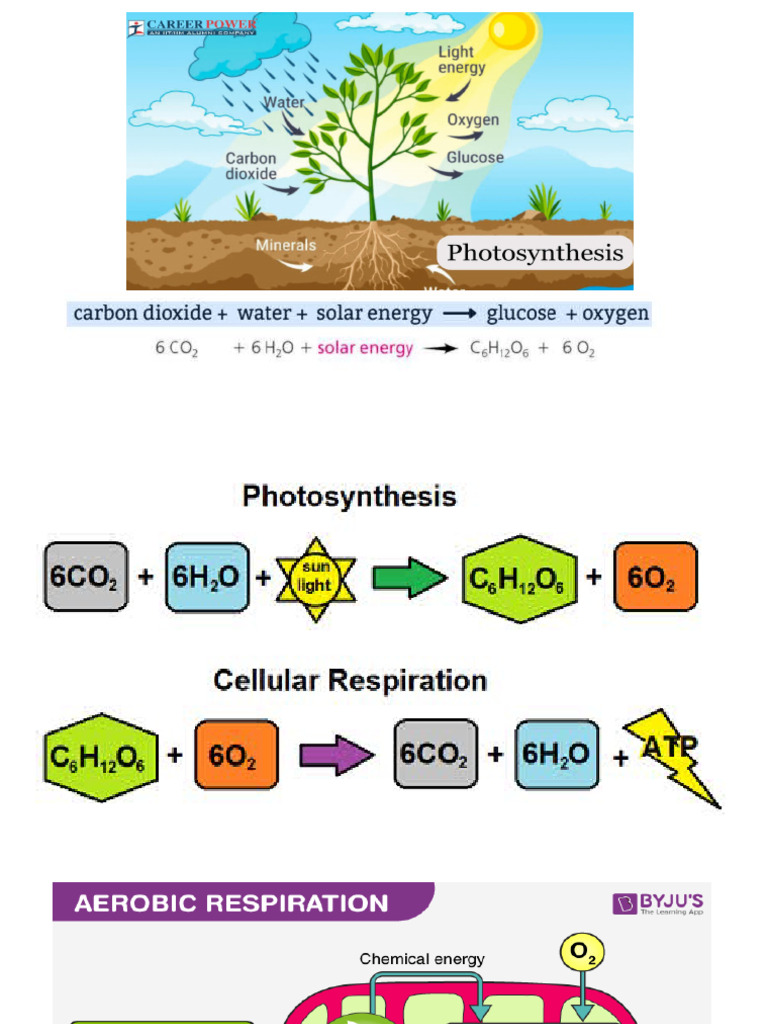 Photosynthesis and Aerobic Respiration | PDF