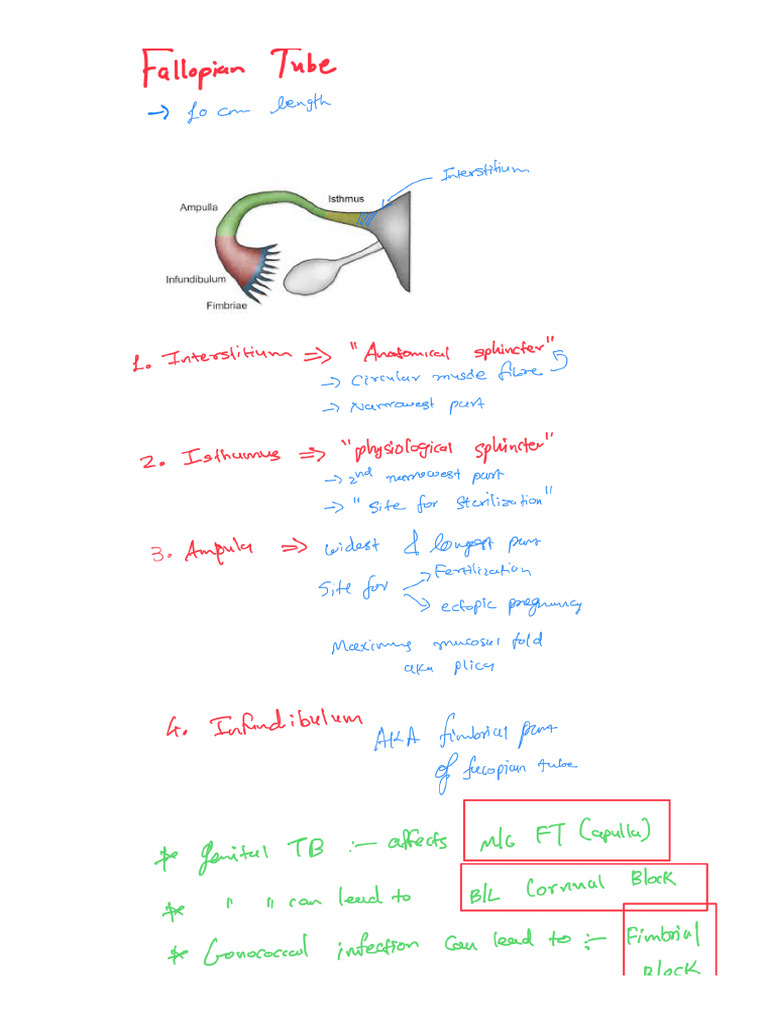 Fallopian Tube | PDF