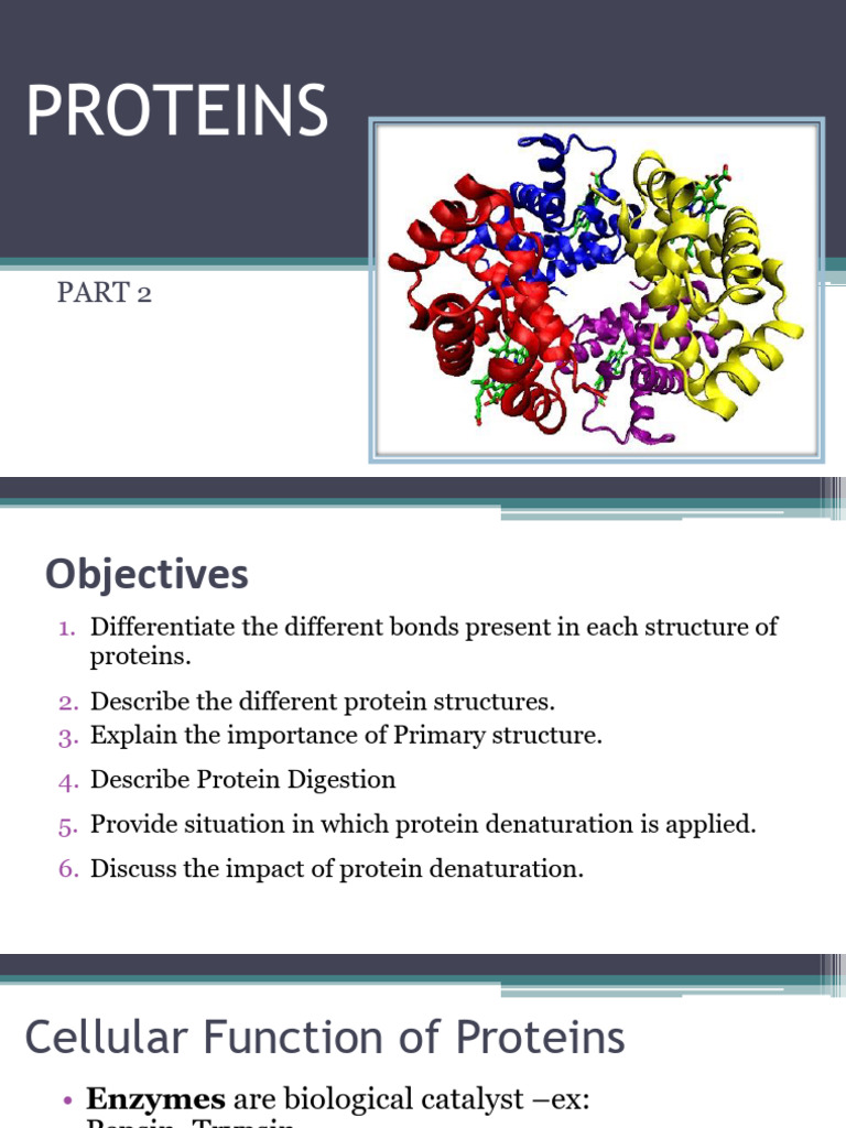 7 PROTEIN PART 2 student pdf | PDF | Beta Sheet | Proteins