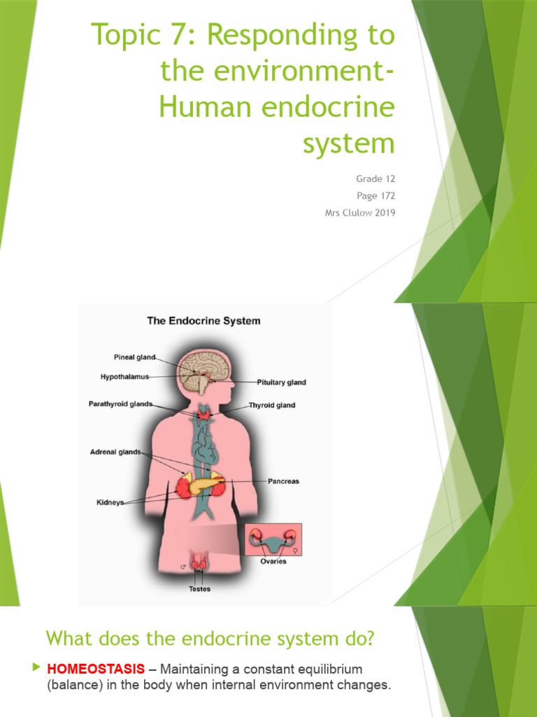 gr12 Human endocrine system | PDF | Endocrine System | Pituitary Gland
