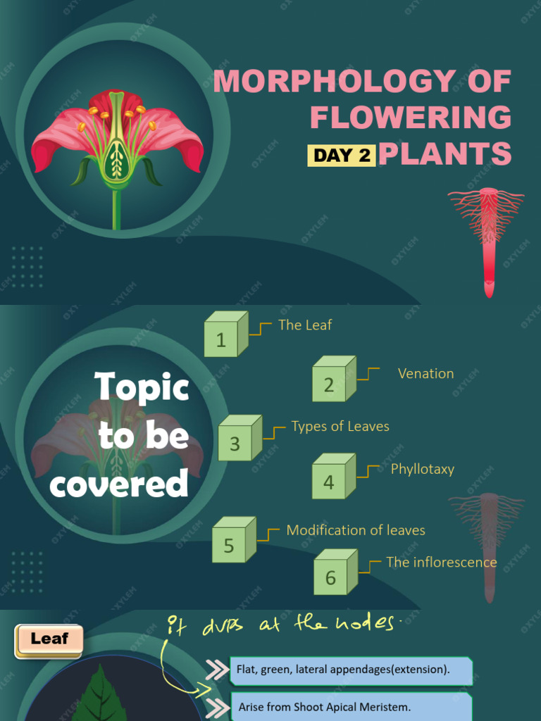 02 - Leaf and Inflorescence | PDF | Leaf | Organisms