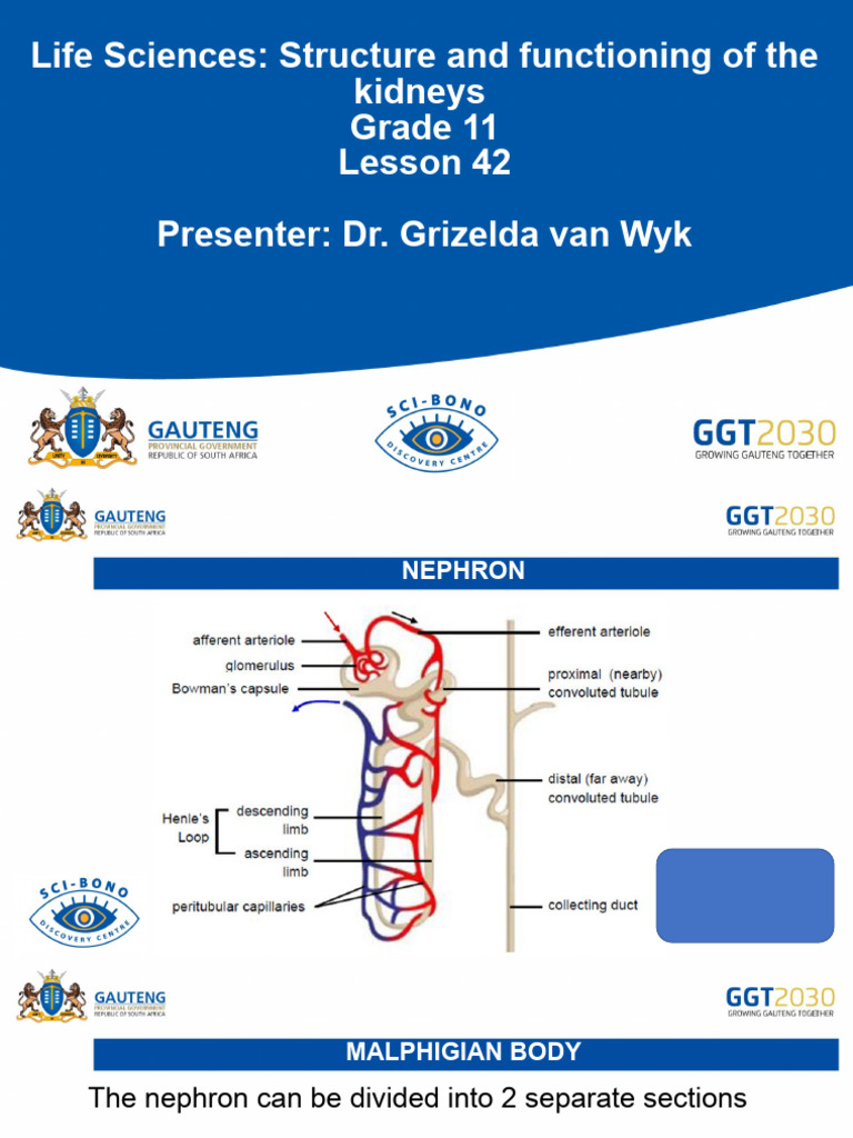 Kidney Structure and Function Overview | PDF | Kidney | Organ (Anatomy)
