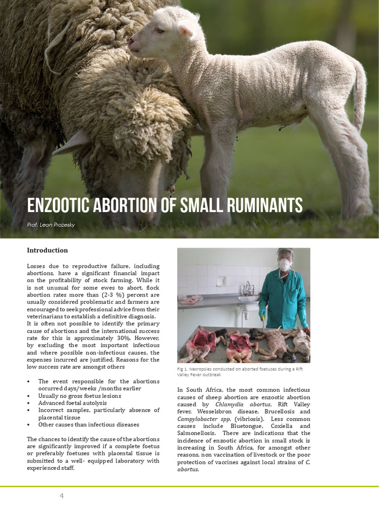 Enzootic Abortion in Sheep: Causes & Impact | PDF | Sheep | Infection