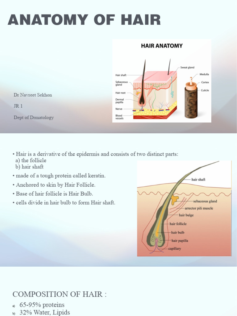 Anatomy of Hair | PDF | Hair | Anatomy