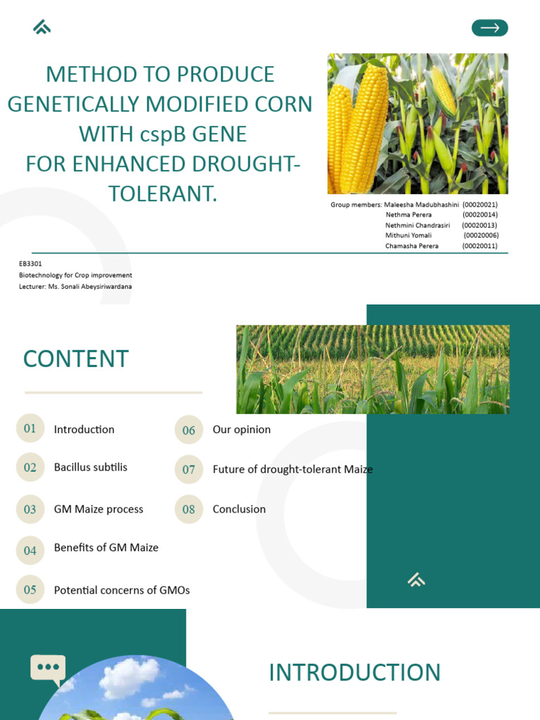 Genetically Modified Maize With Drought Tolerance | PDF | Genetic ...