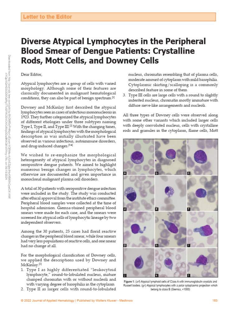 Diverse Atypical Lymphocytes in The Peripheral.10 | PDF | Lymphocyte ...