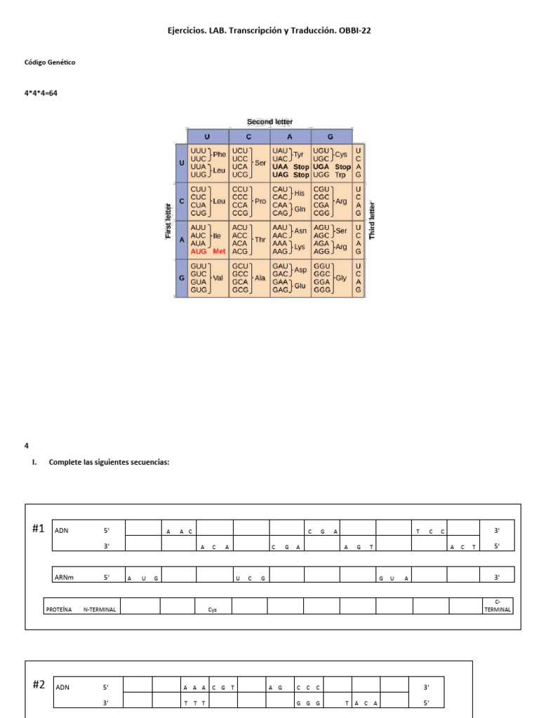 Actividad LAB Transcripción Traducción | PDF | Adn | Rna