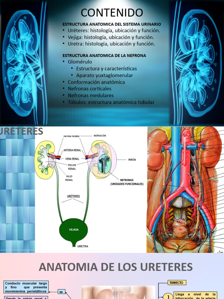 Sistema Urinario y Renal Continuacion Exp4 | PDF | Sistema urinario | Riñón