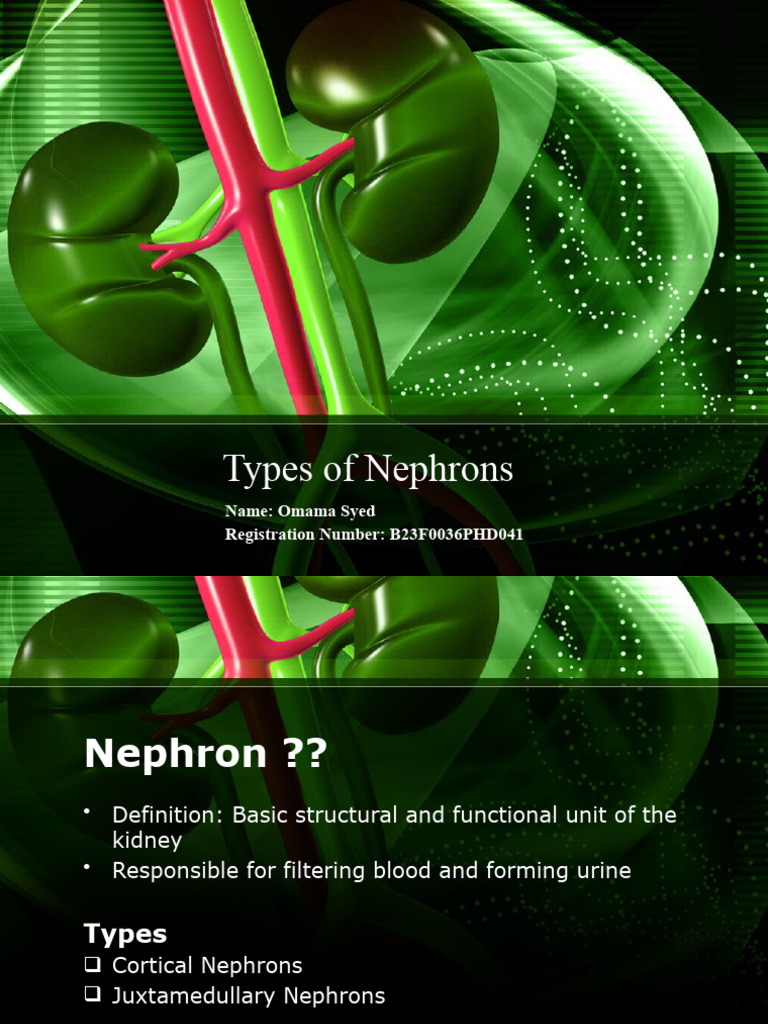 Nephron and Types | PDF | Science & Mathematics