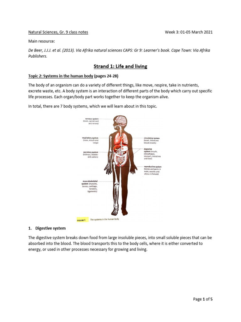 C ENGLISH 01 05 March NS GR 9 Body Systems | PDF | Blood Vessel | Blood