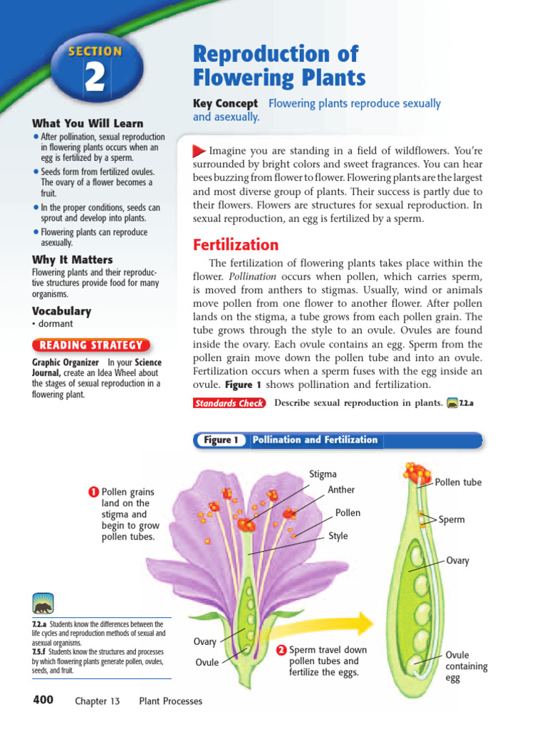 Repeoduction in Angiosperms | PDF | Flowers | Fruit