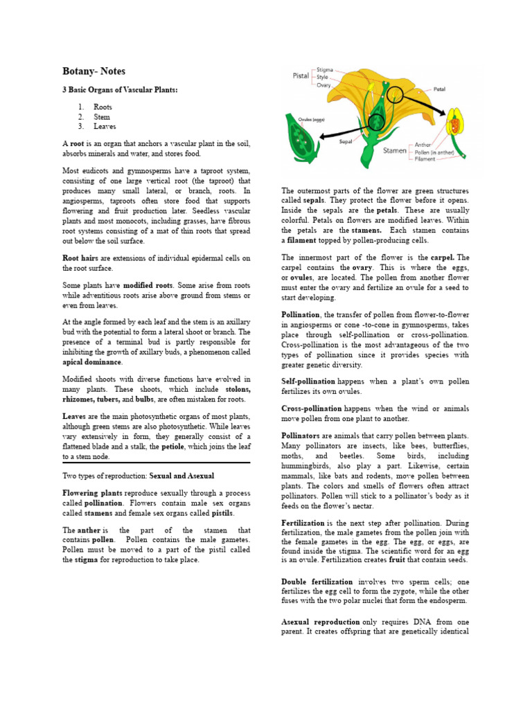 Botany 1 Yjeshua Reviewer | PDF | Sexual Reproduction | Reproduction