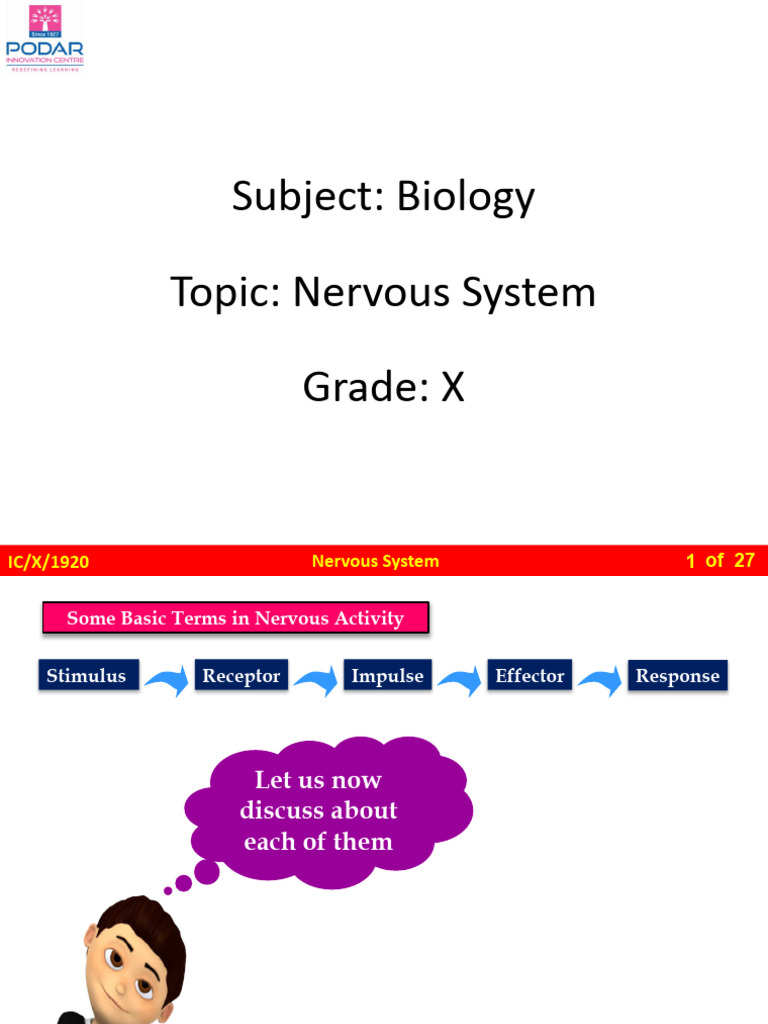 X - Bio - Nervous System | PDF | Nerve | Nervous System