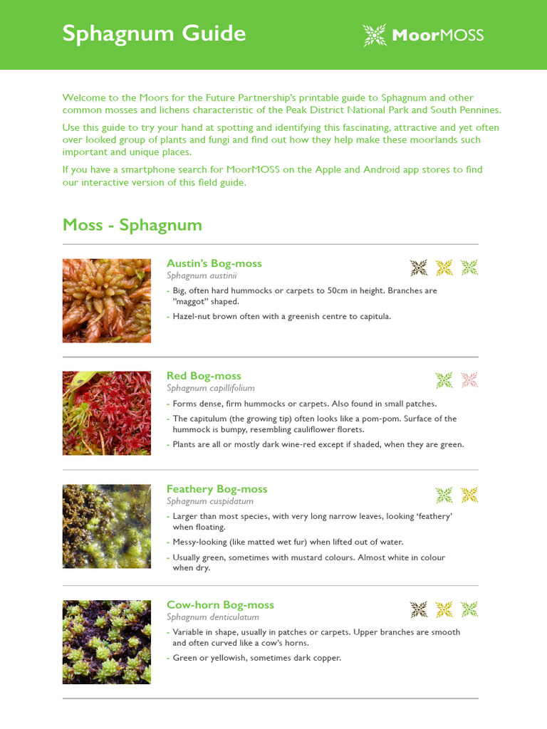 Sphagnum Guide MOSS Factsheet | PDF | Moss