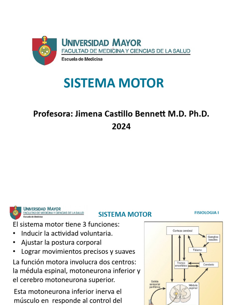 Funciones y Estructura del Sistema Motor | PDF | Neurona motora ...