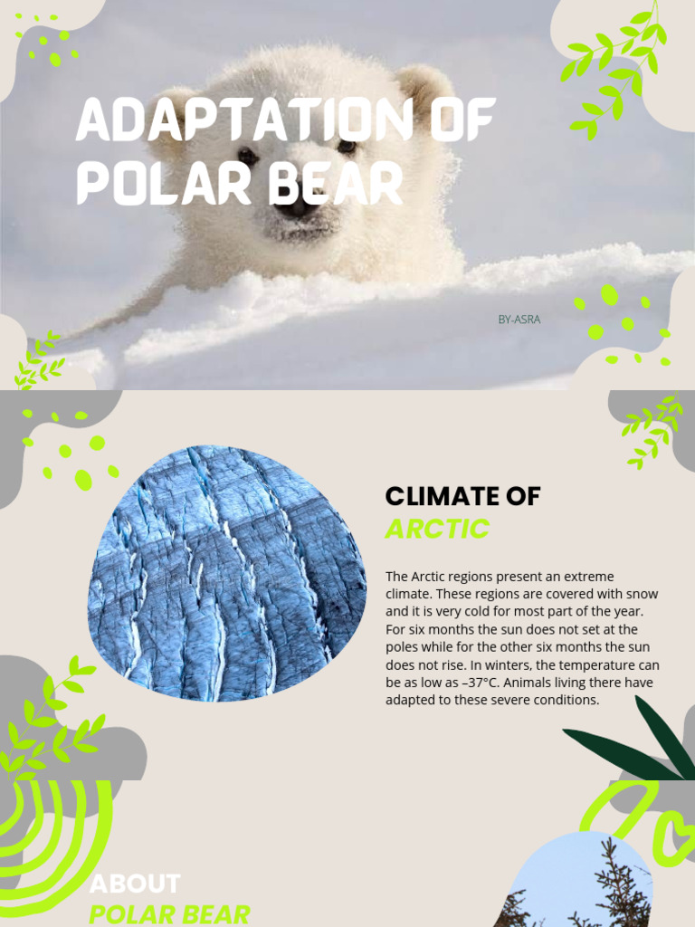 Adaptation of Polar Bear | PDF