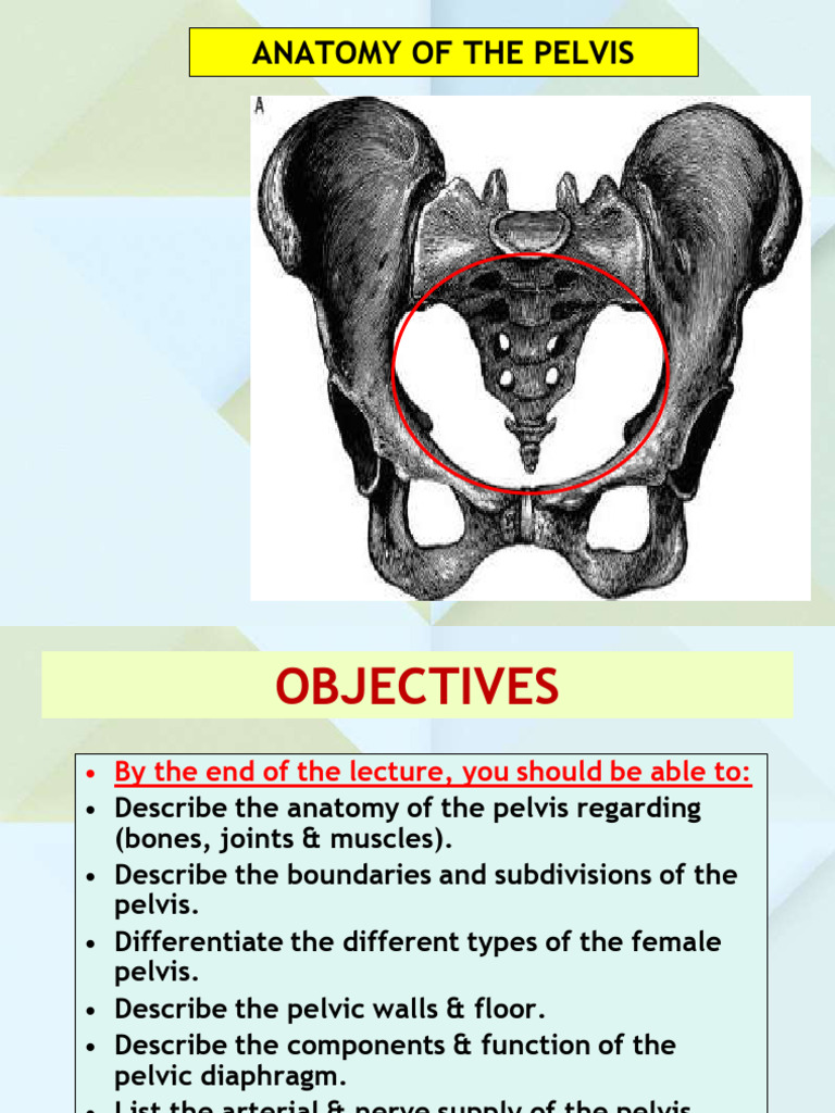 Pelvis Anatomy: Bones, Muscles, and Functions | PDF | Pelvis | Anatomy