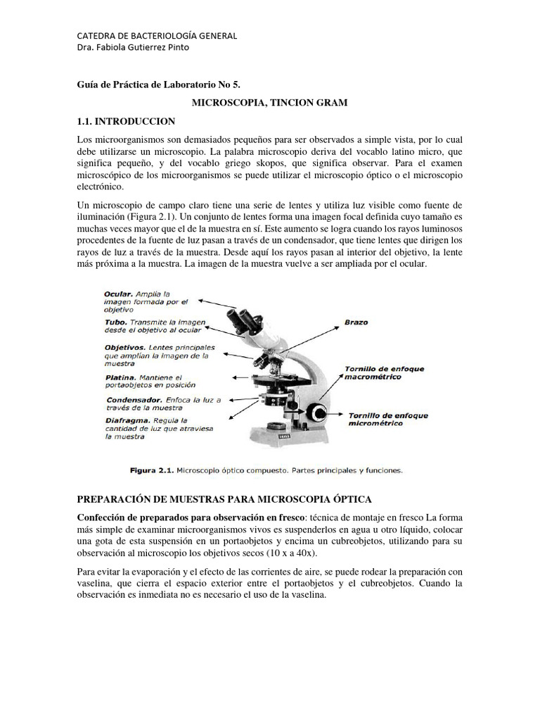 Guía de Práctic Bacterio No 5 | PDF | Tinción | Bacterias Gram-negativo