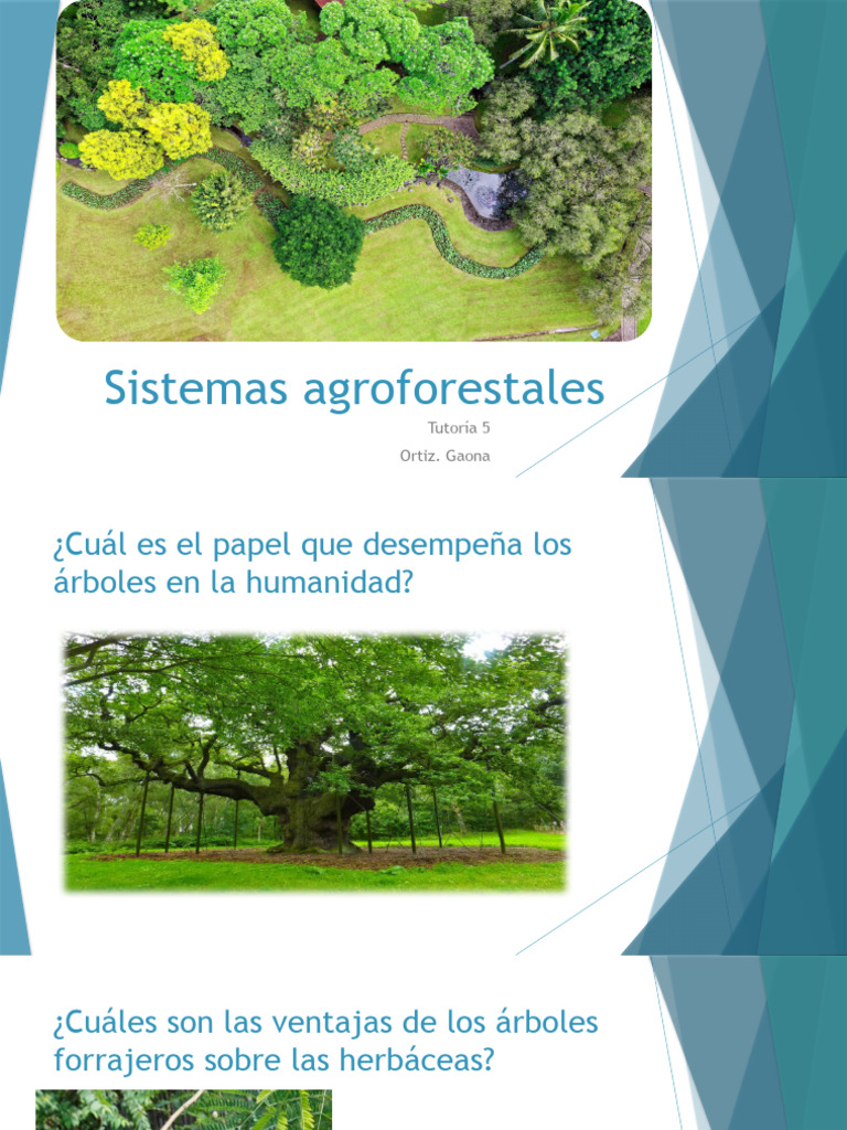Sistemas Agroforestales, T5 | PDF | Agricultura | Plantas