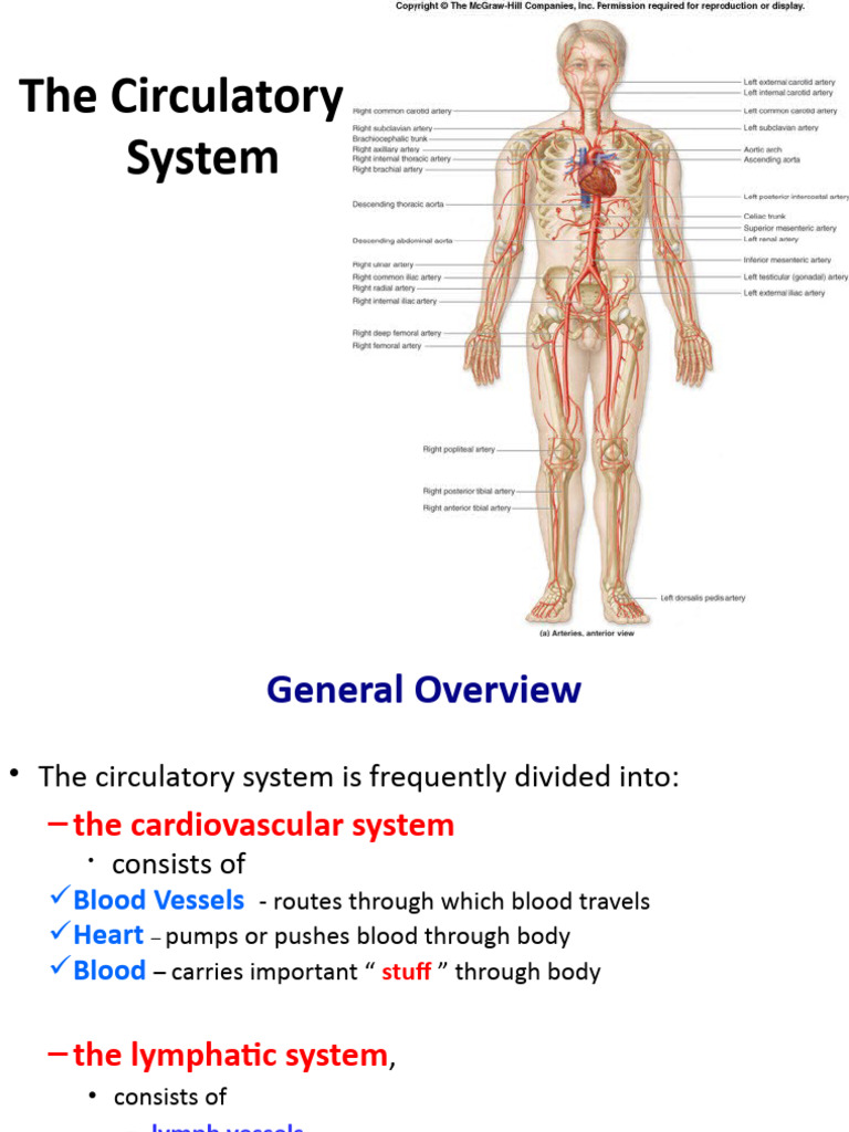 Cardiovascular System | PDF | Heart Valve | Lymphatic System