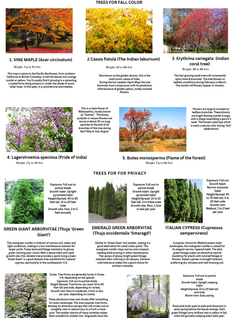 Soft Scape | PDF | Botany | Plants