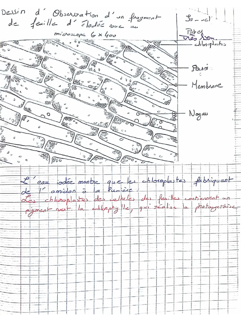 Observation D'un Fragment de Feuille Élodée | PDF