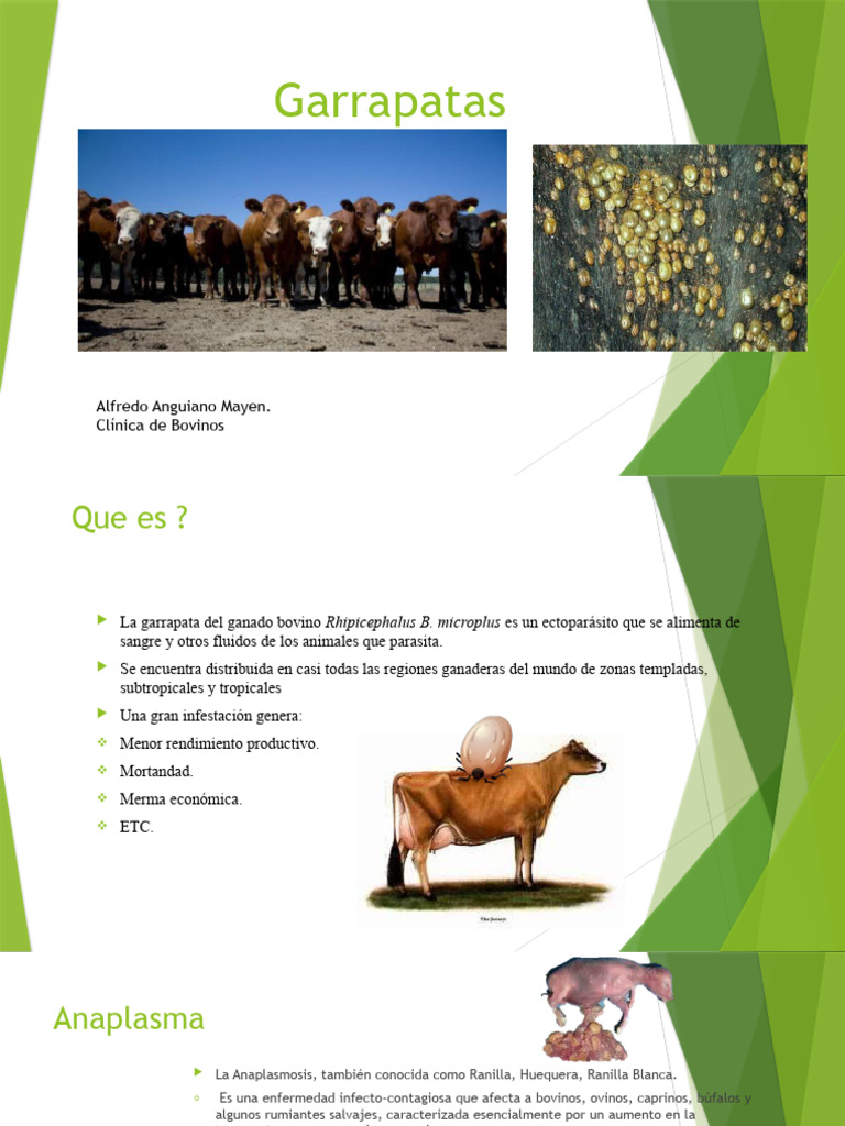 Garrapatas | PDF | Glóbulo rojo | Anemia