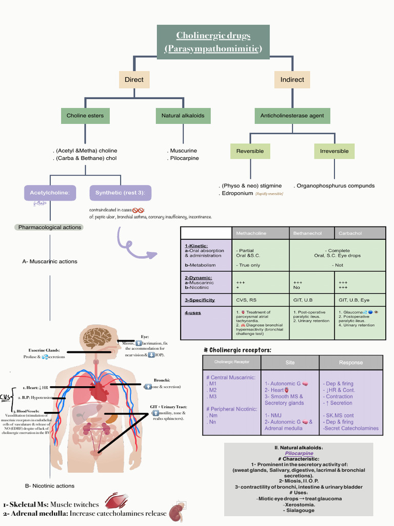 Parasympathomimetics (In 2pages) | PDF | Acetylcholine | Drugs
