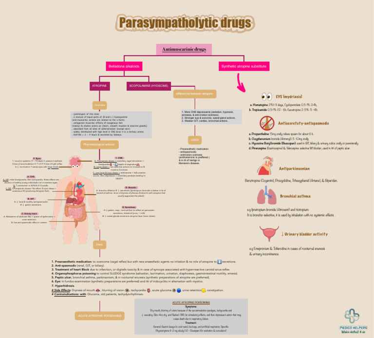 5.parasympatholytics (In 1 Page) | PDF | Drugs Acting On The Nervous ...