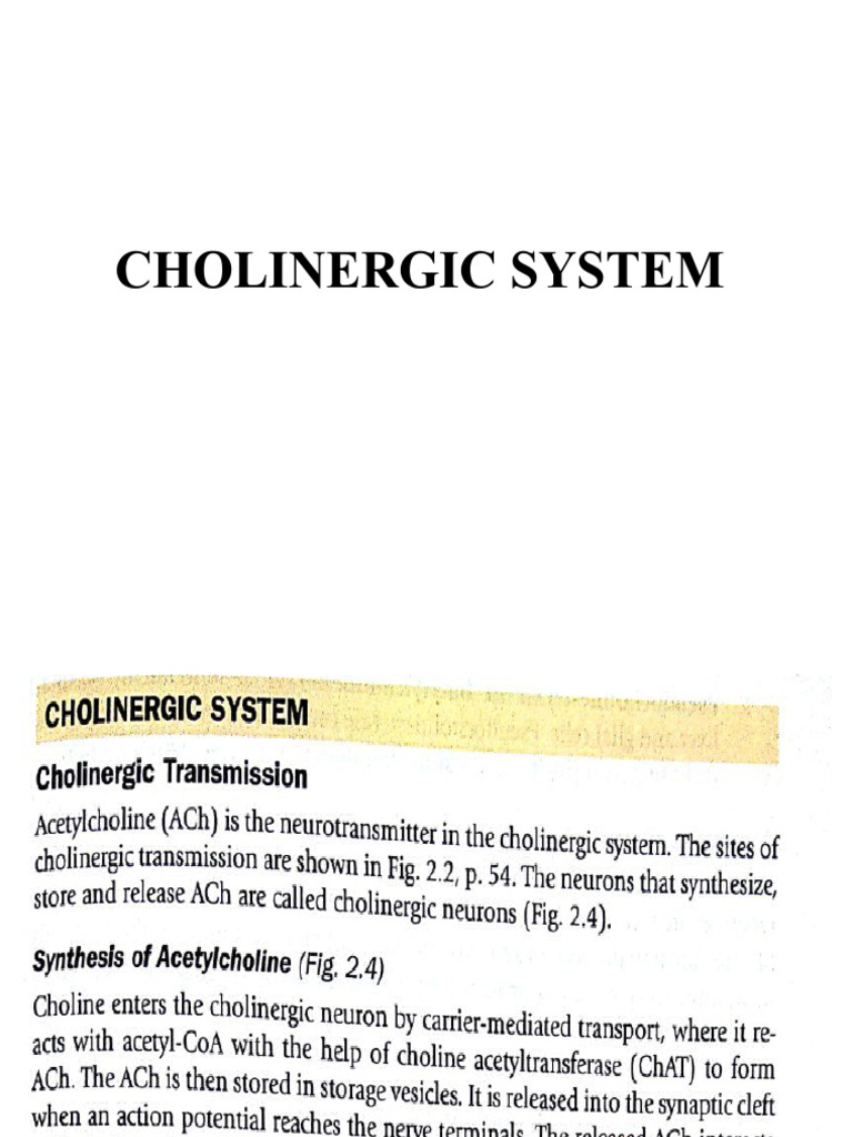 CHOLINERGIC SYSTEM 1 | PDF
